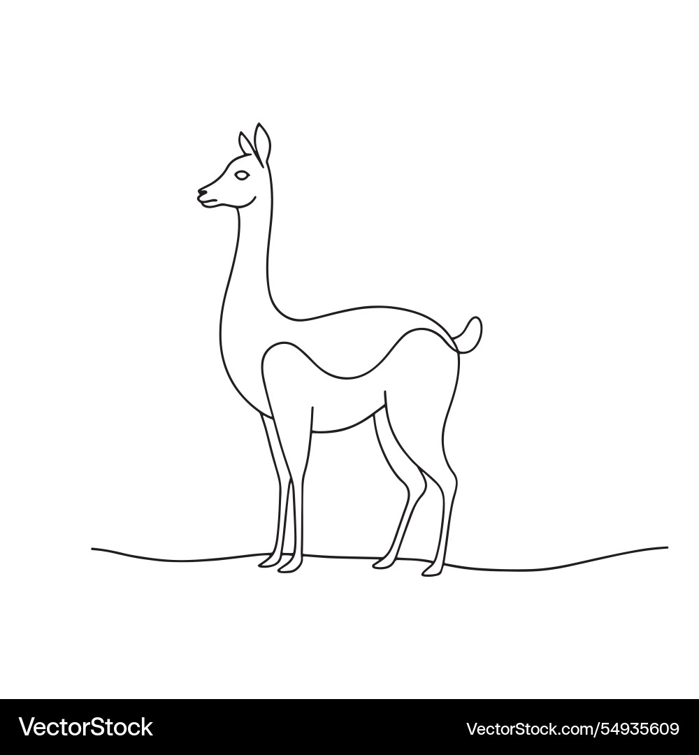 Guanaco animal continuous line art flat on white Vector Image