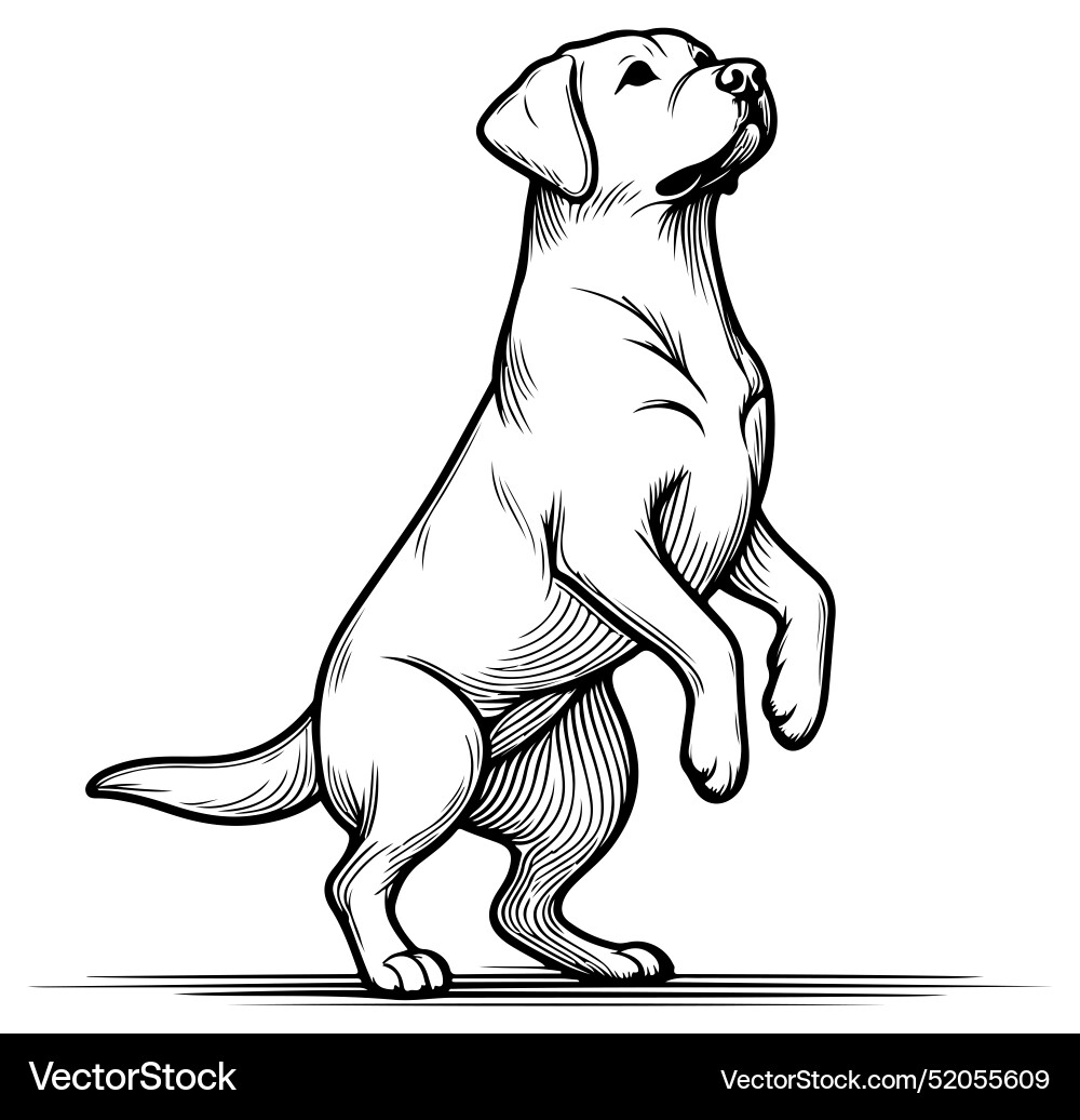 Labrador line art drawing Royalty Free Vector Image