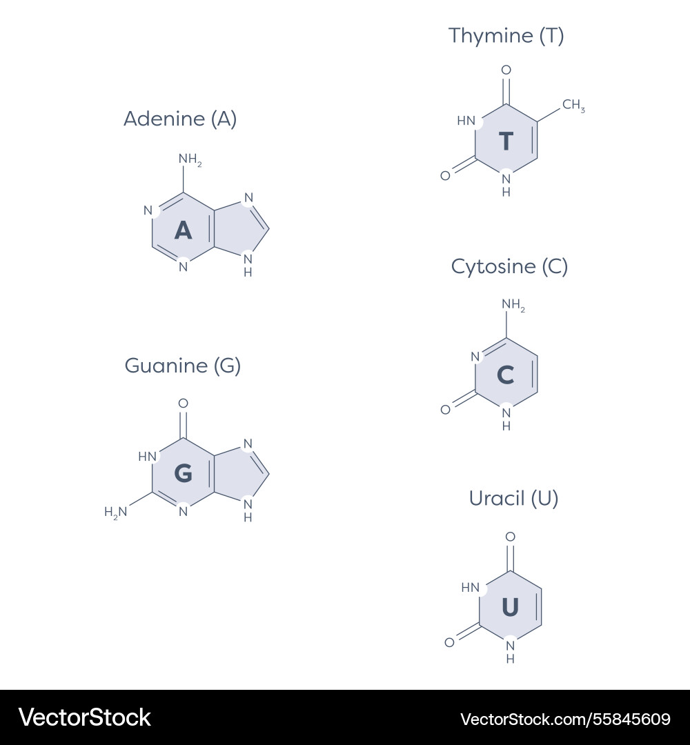 Pyrimidines and purines that make up dna rna Vector Image