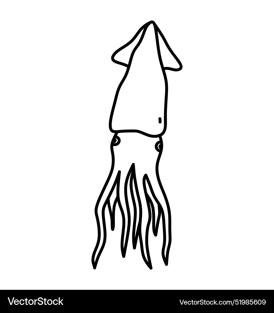 Squid isolated on white background Royalty Free Vector Image