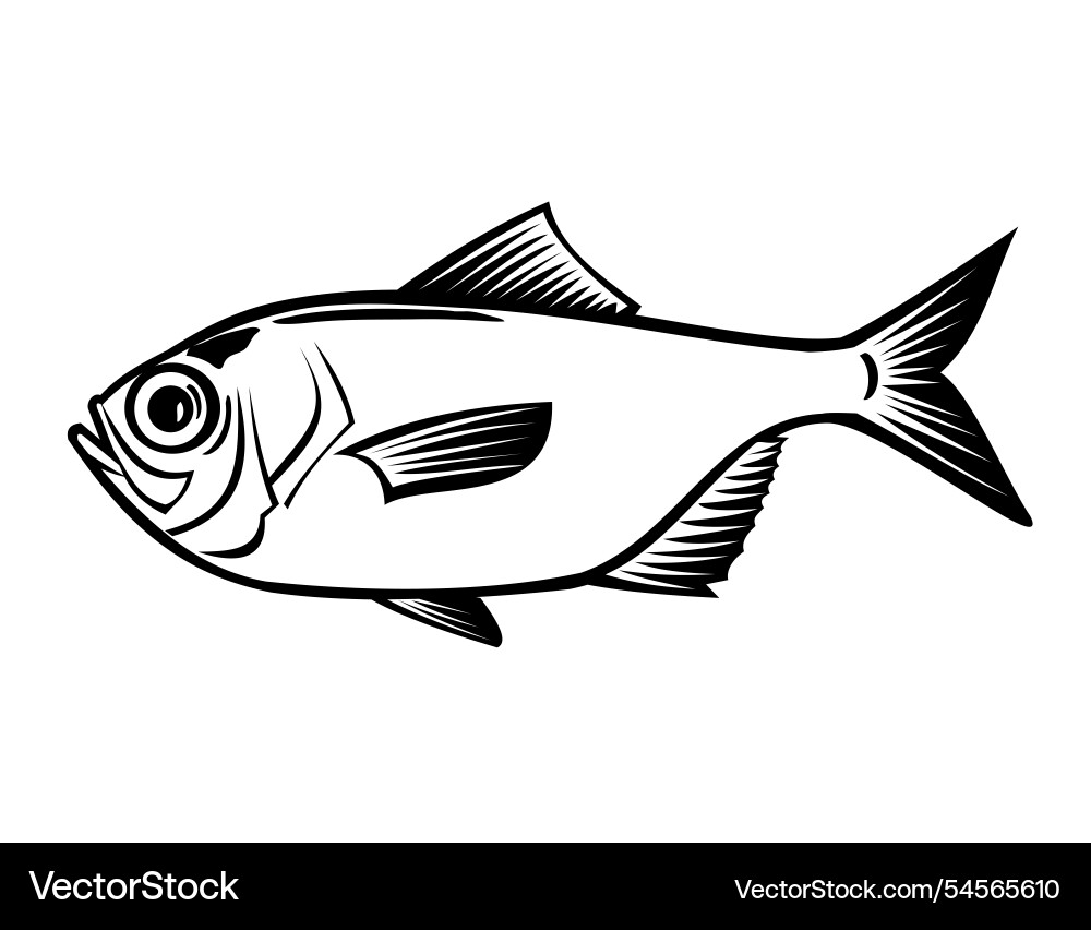 Splendid alfonsino beryx splendens kinmedai side Vector Image