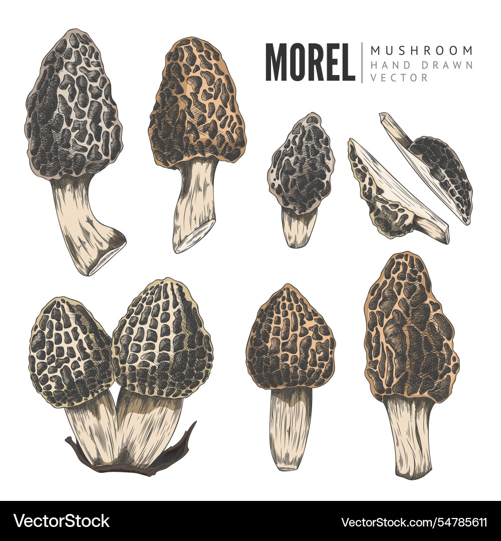 A set of morel mushrooms Royalty Free Vector Image