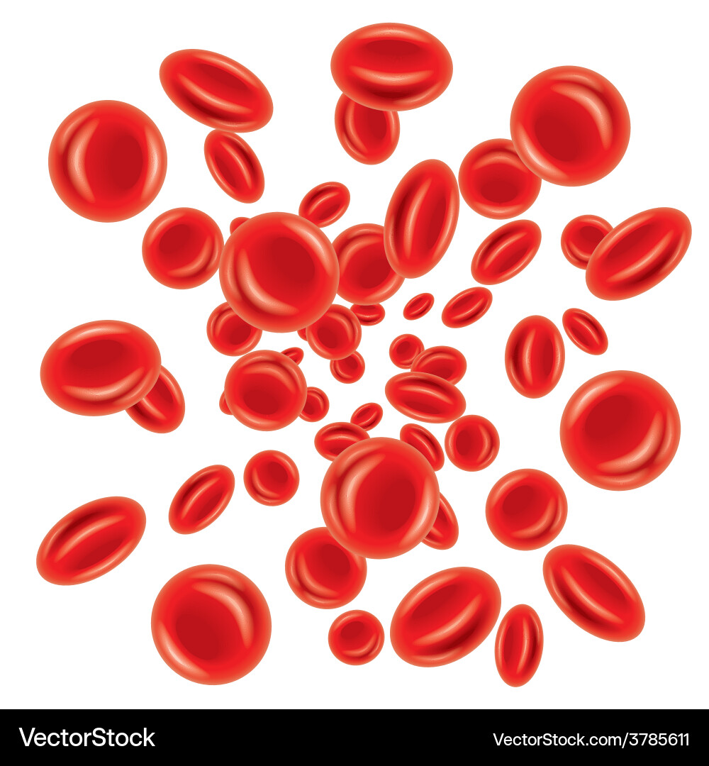 Blood cells isolated Royalty Free Vector Image