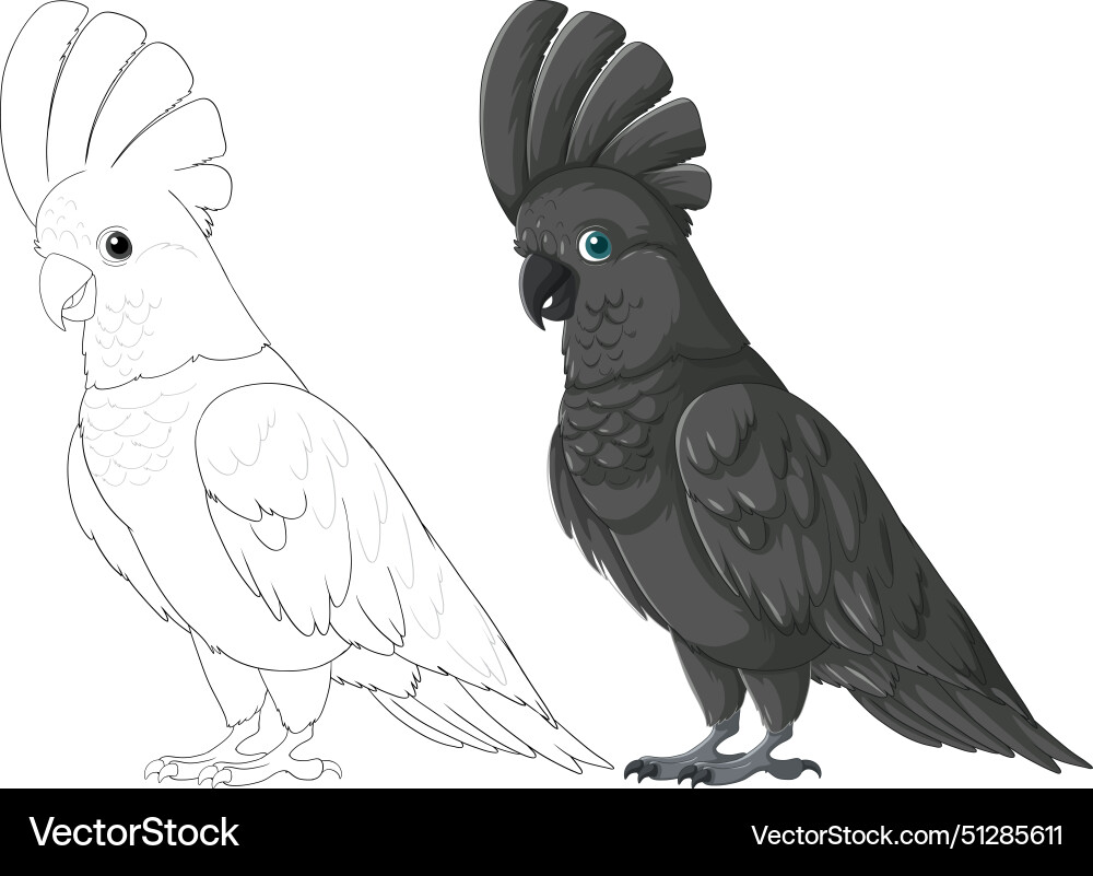 Detailed black cockatoo with outline version Vector Image