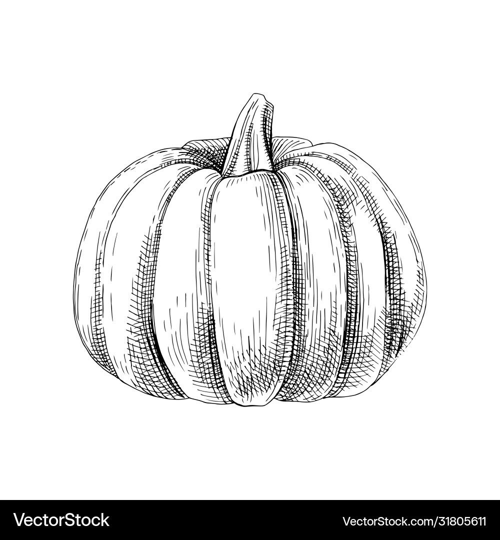 Hand drawn pumpkin Royalty Free Vector Image - VectorStock