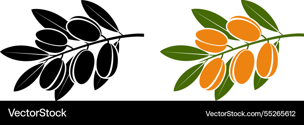 Argan Royalty Free Vector Image - VectorStock