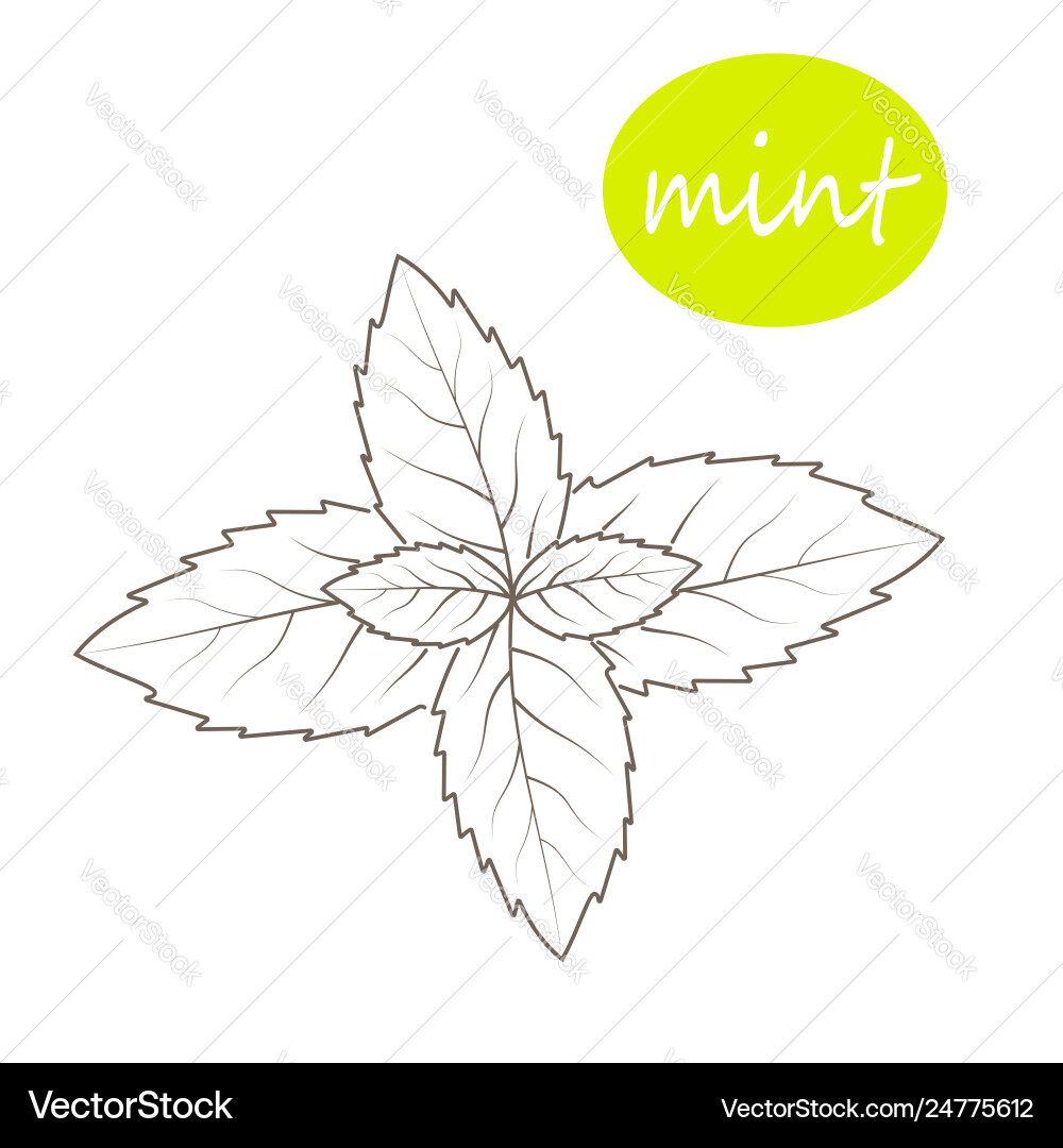 Mint leaves on a white background Royalty Free Vector Image