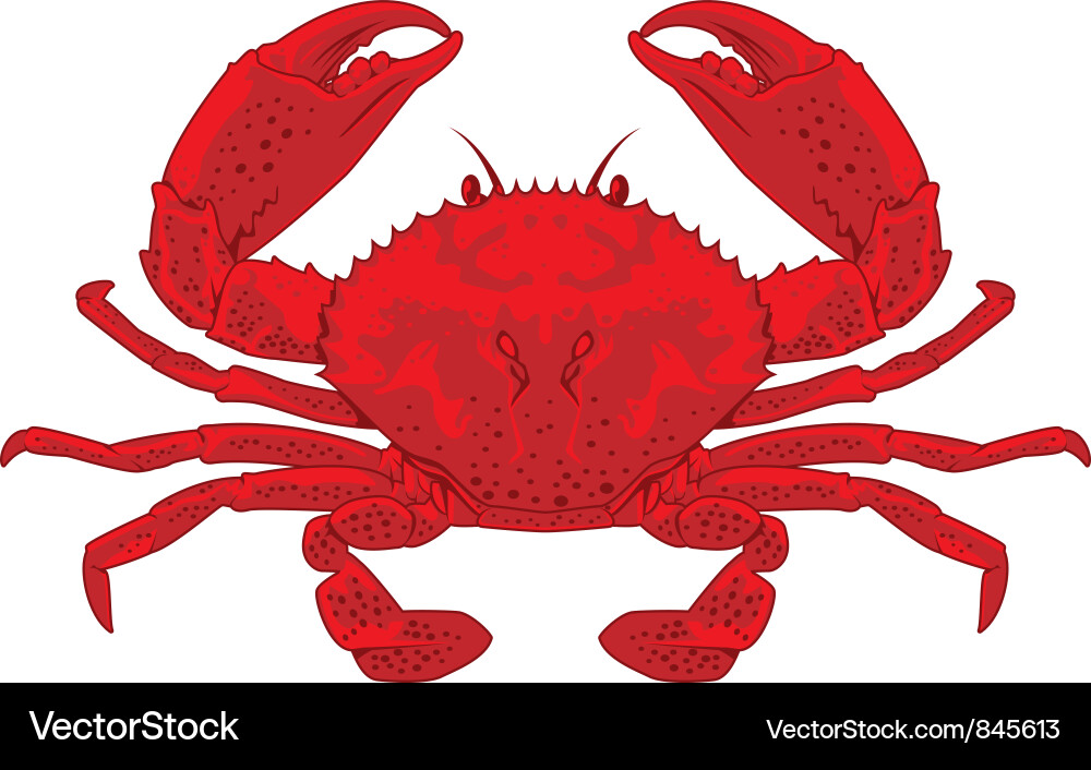 Vibrant Red Crab Royalty Free Vector Image - VectorStock