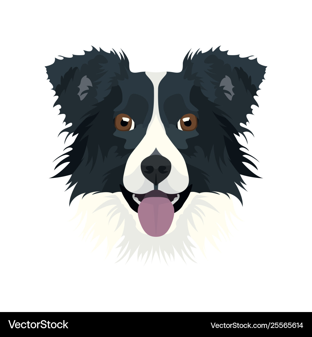 Border collie Royalty Free Vector Image - VectorStock