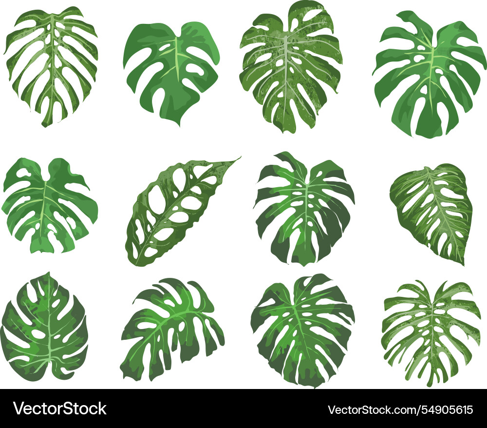 Monstera leaves set Royalty Free Vector Image - VectorStock