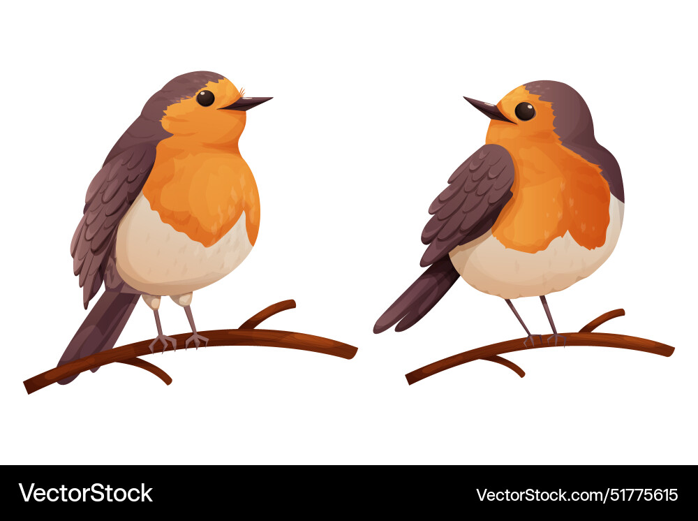 Set robin bird cute little character Royalty Free Vector
