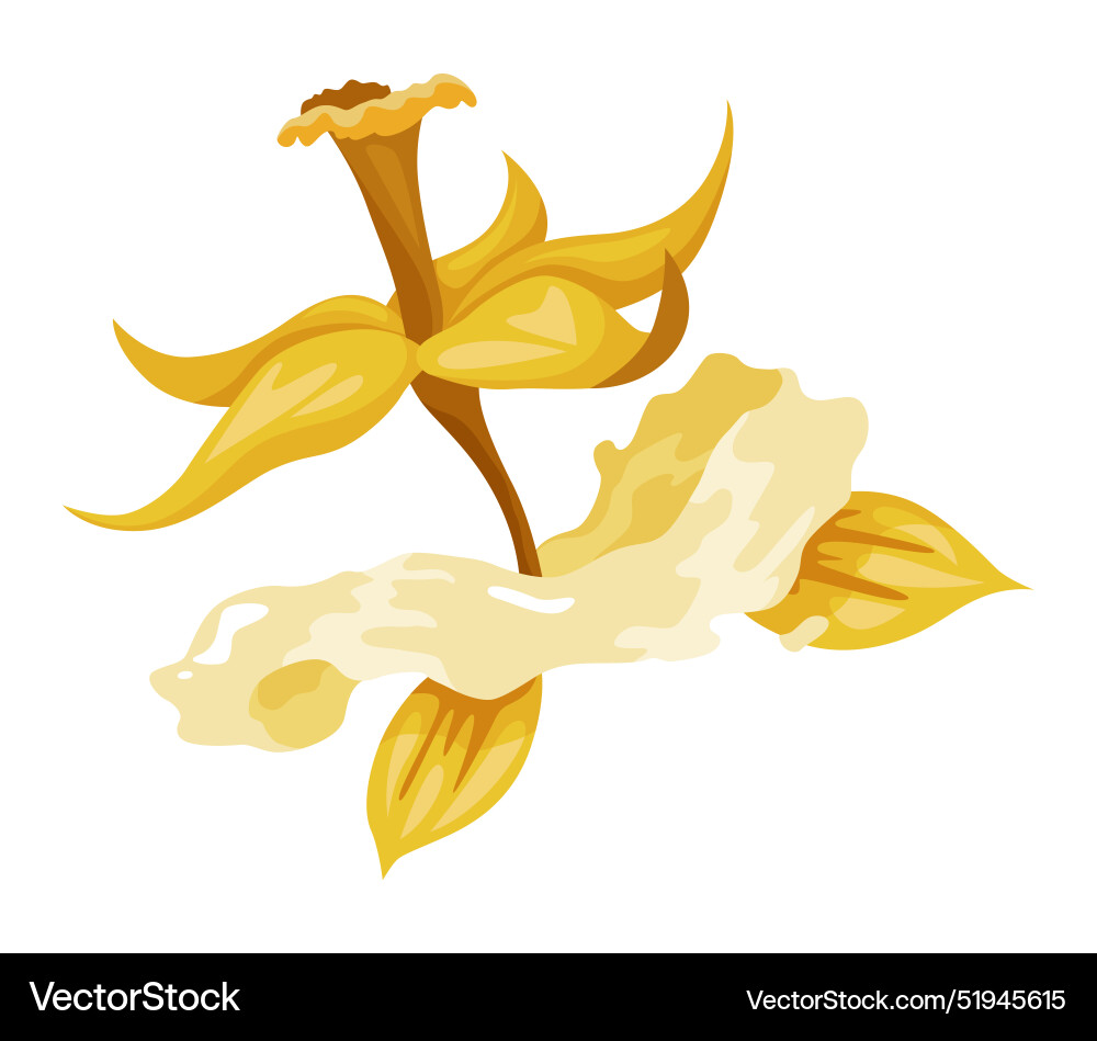 Vanilla flower realistic isolated design Vector Image