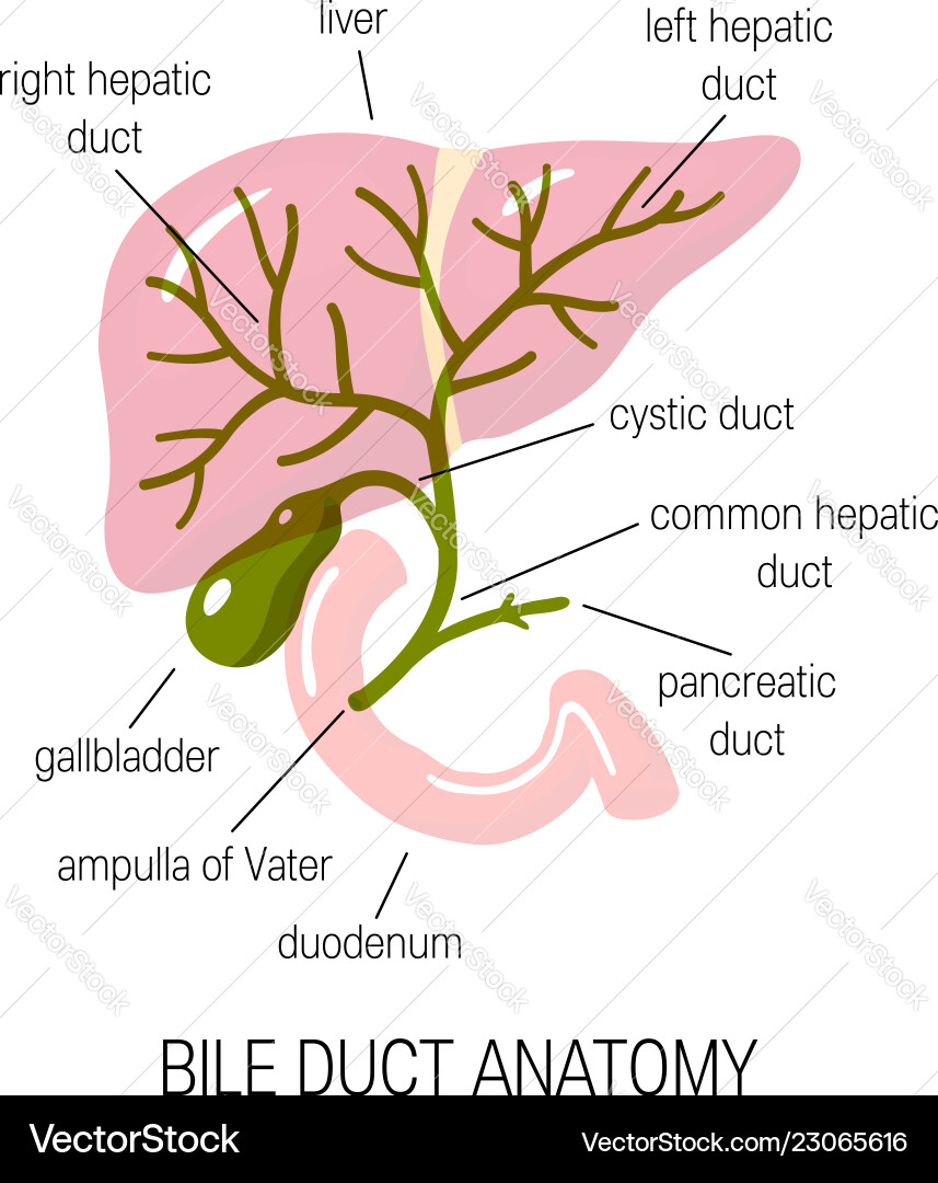 Human Bile Duct Anatomy Royalty Free Vector Image