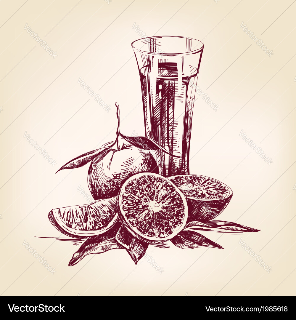 Vintage Orange Juice Sketch Royalty Free Vector Image