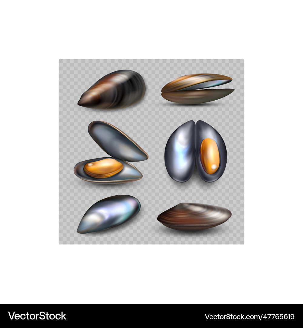 Realistic mussels exotic seafood Royalty Free Vector Image