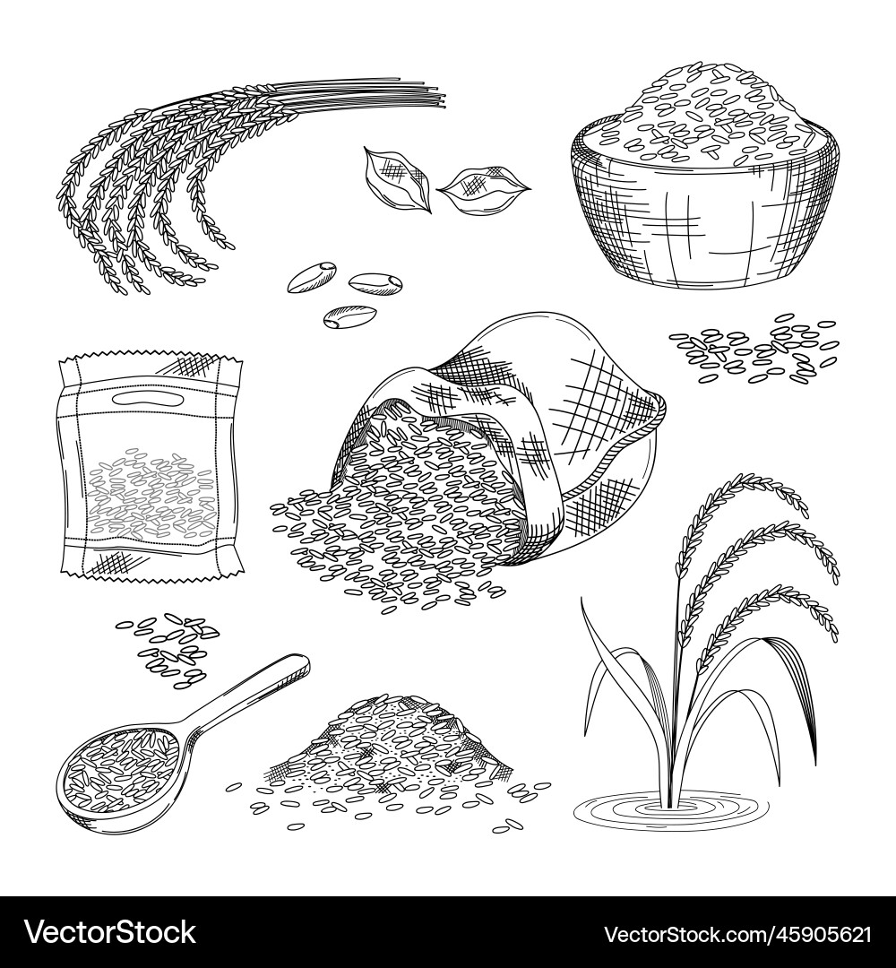 Barley Grain Drawing Old Style Drawing Grains, Rice, Oats, Grain PNG