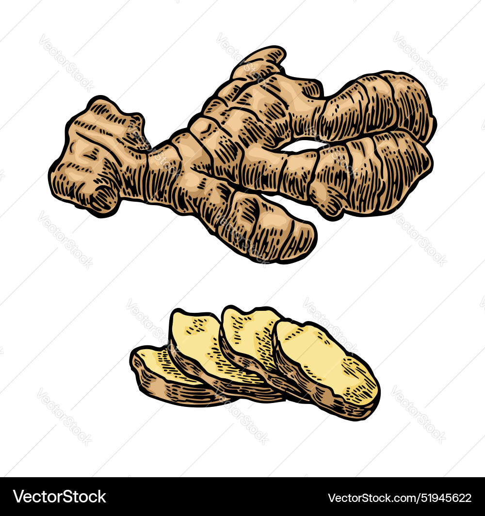 Ginger whole root and slice vintage retro Vector Image