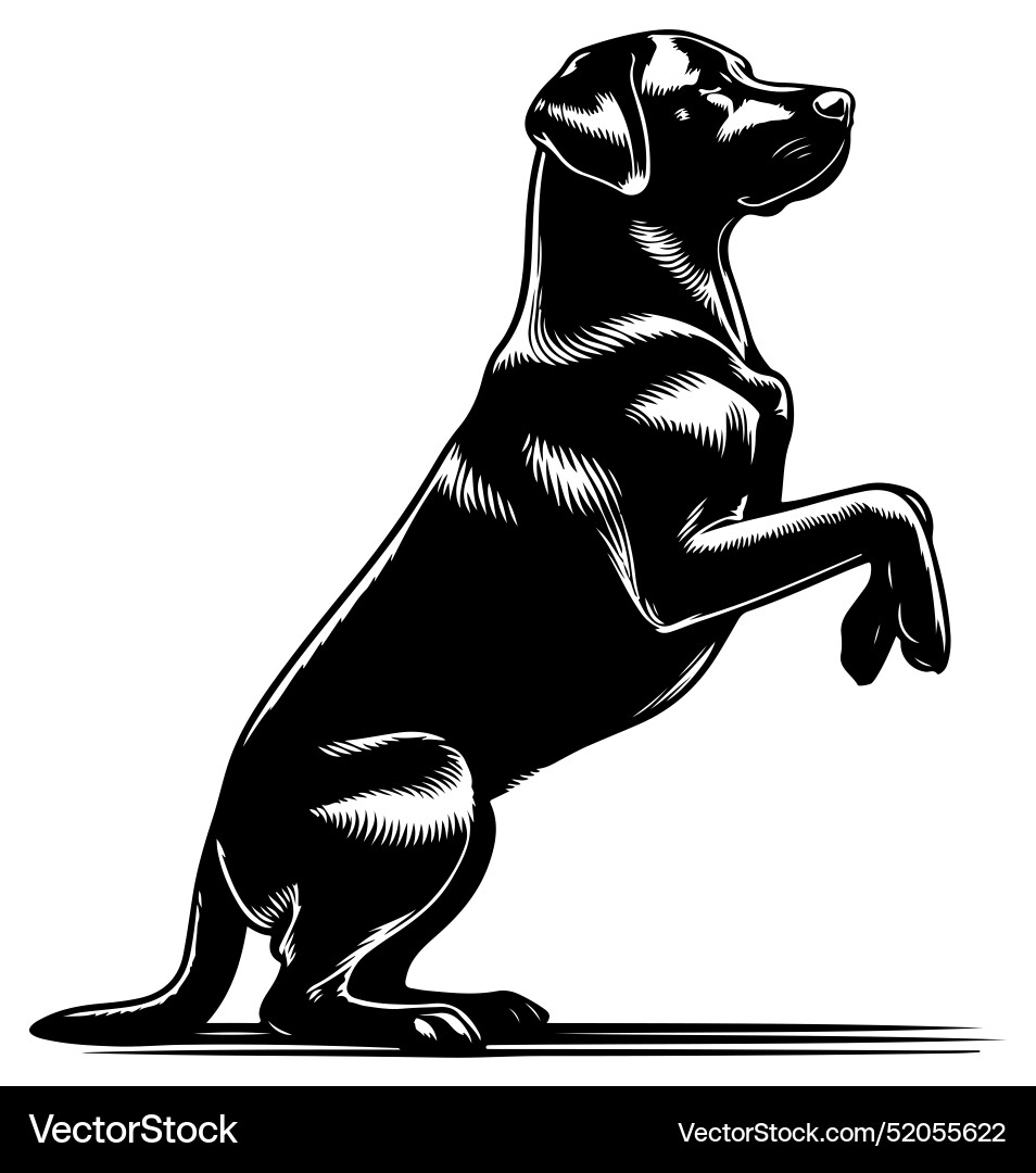 Labrador retriever dog silhouette designisolated Vector Image