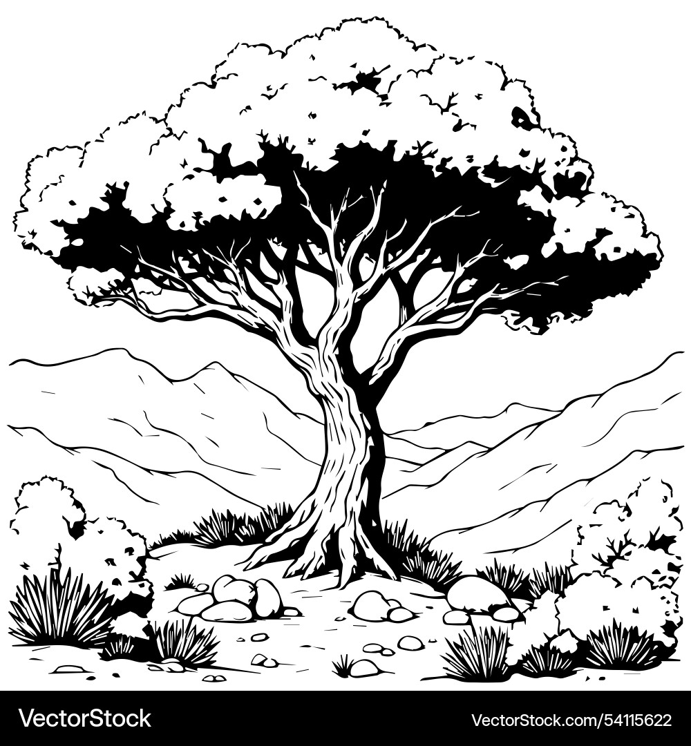 Sequoia tree coloring page design Royalty Free Vector Image