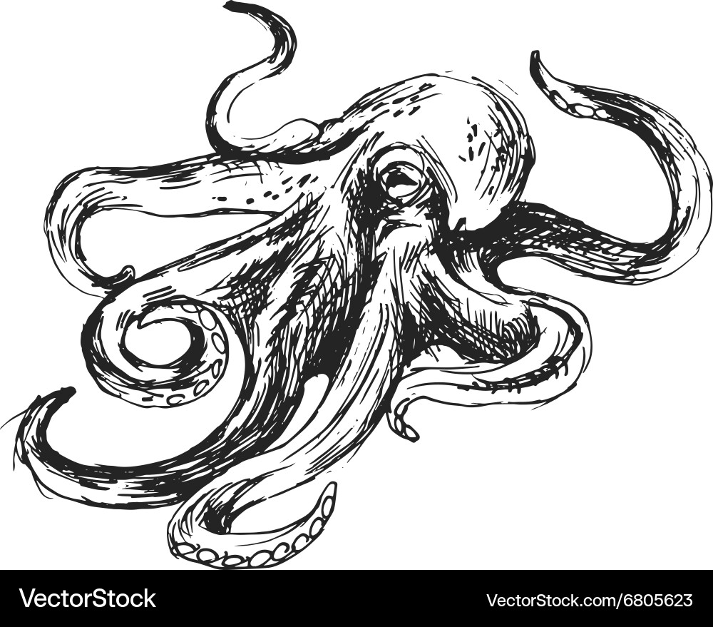 Hand sketch octopus Royalty Free Vector Image - VectorStock