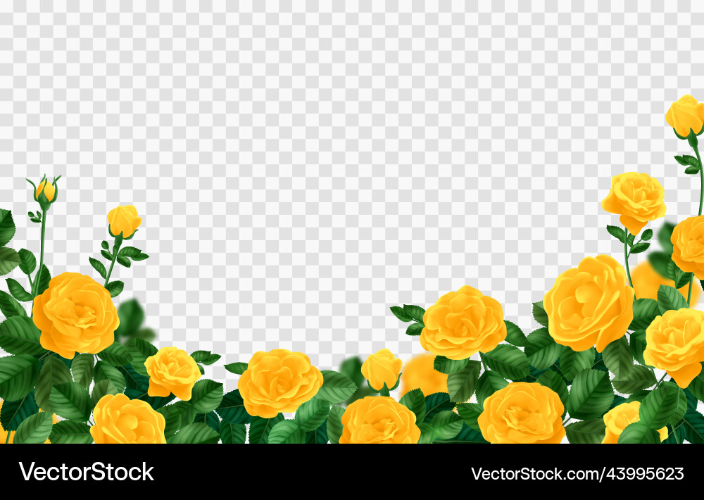 Yellow Rose Floral Frame Royalty Free Vector Image