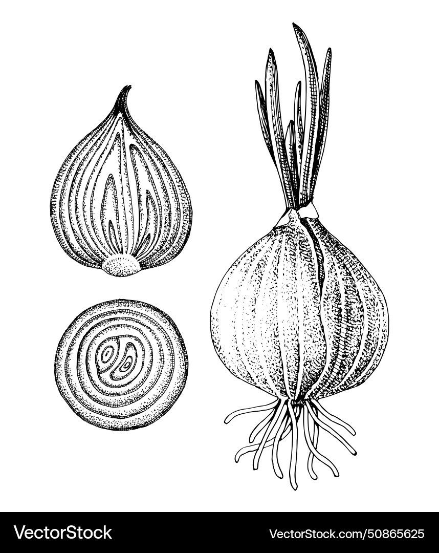 Hand drawn onion set Royalty Free Vector Image