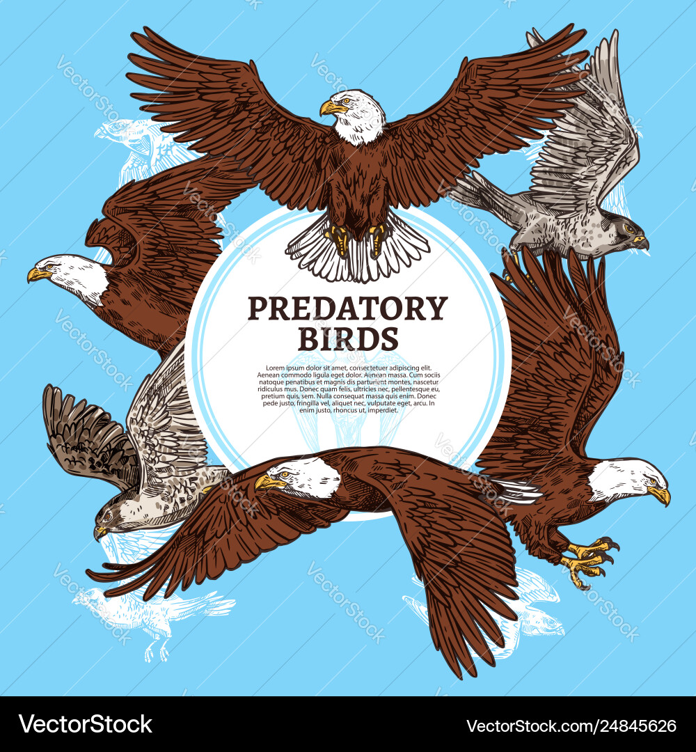 Predatory birds sketch eagle or falcon Royalty Free Vector