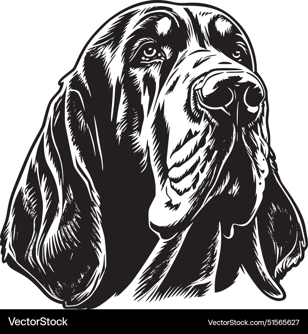 Bloodhound - black and white isolated icon Vector Image