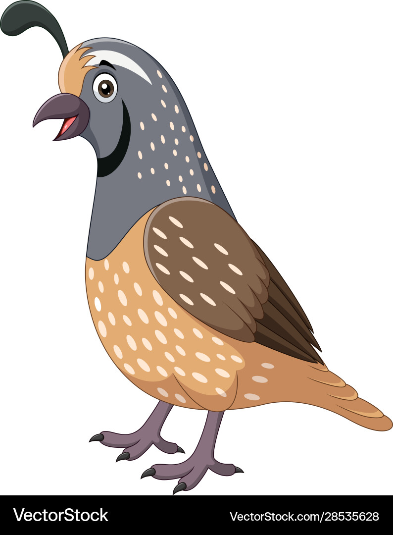 Cartoon smiling quail bird on white background Vector Image