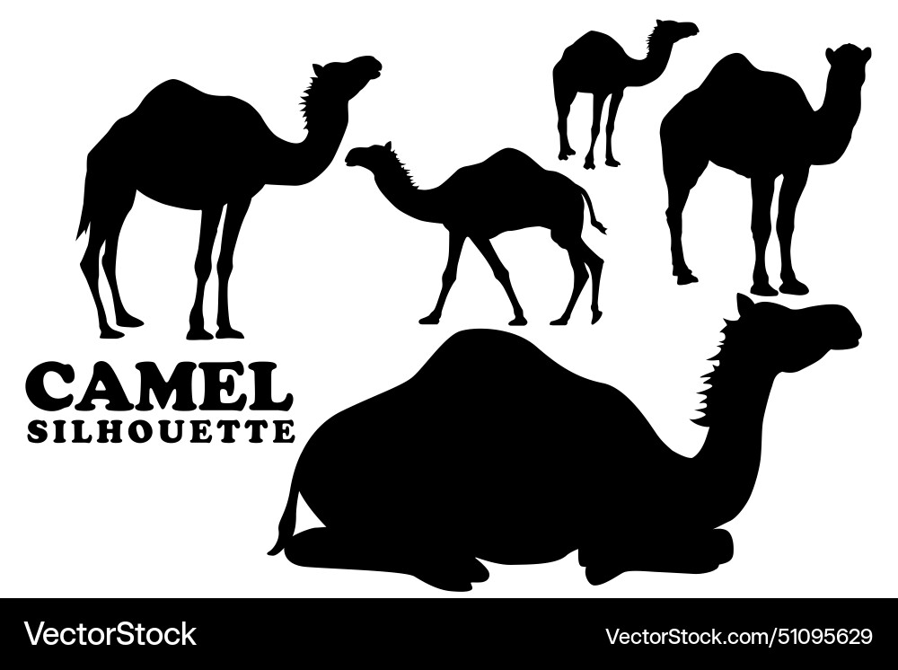 Camel1 Royalty Free Vector Image - VectorStock