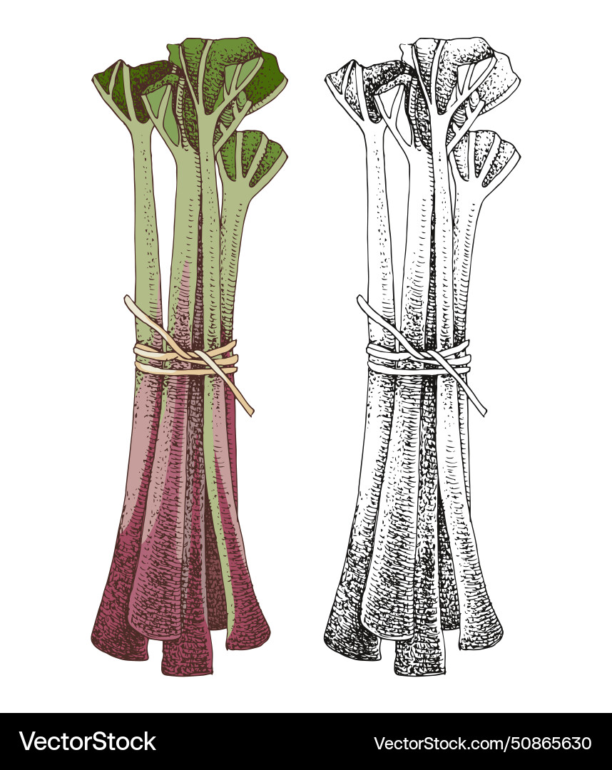 Hand drawn rhubarb Royalty Free Vector Image - VectorStock
