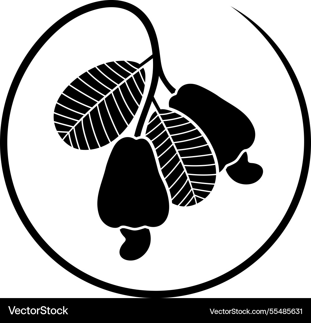 Cashew nut Royalty Free Vector Image - VectorStock