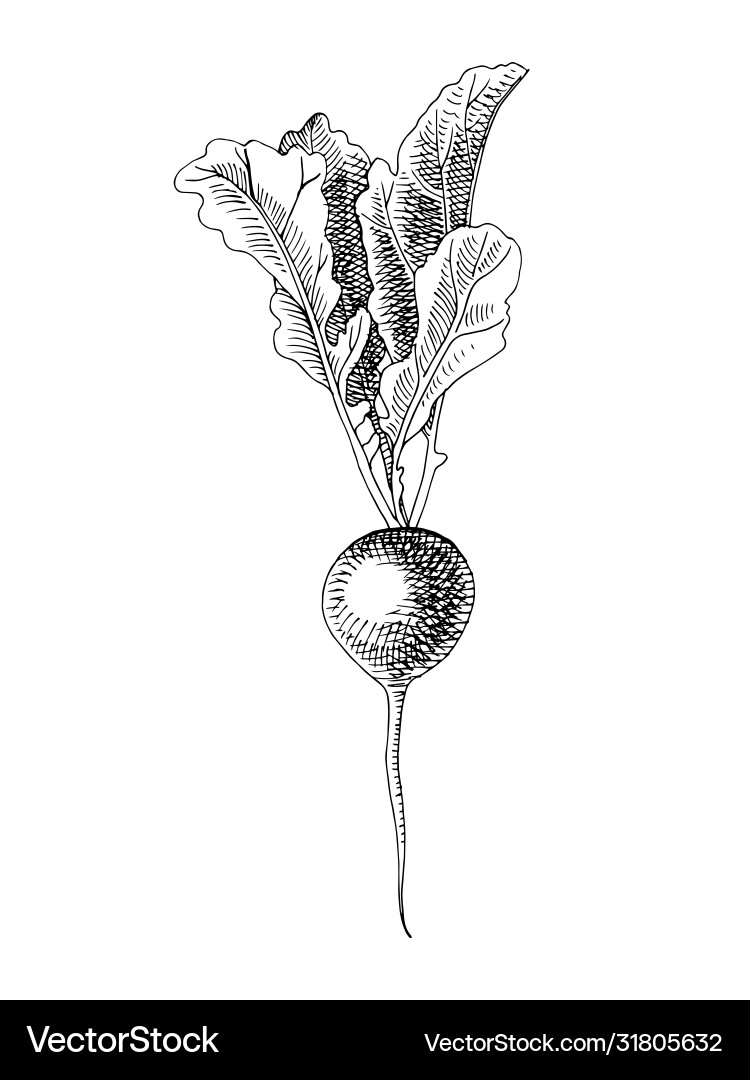 Hand drawn radish plant Royalty Free Vector Image