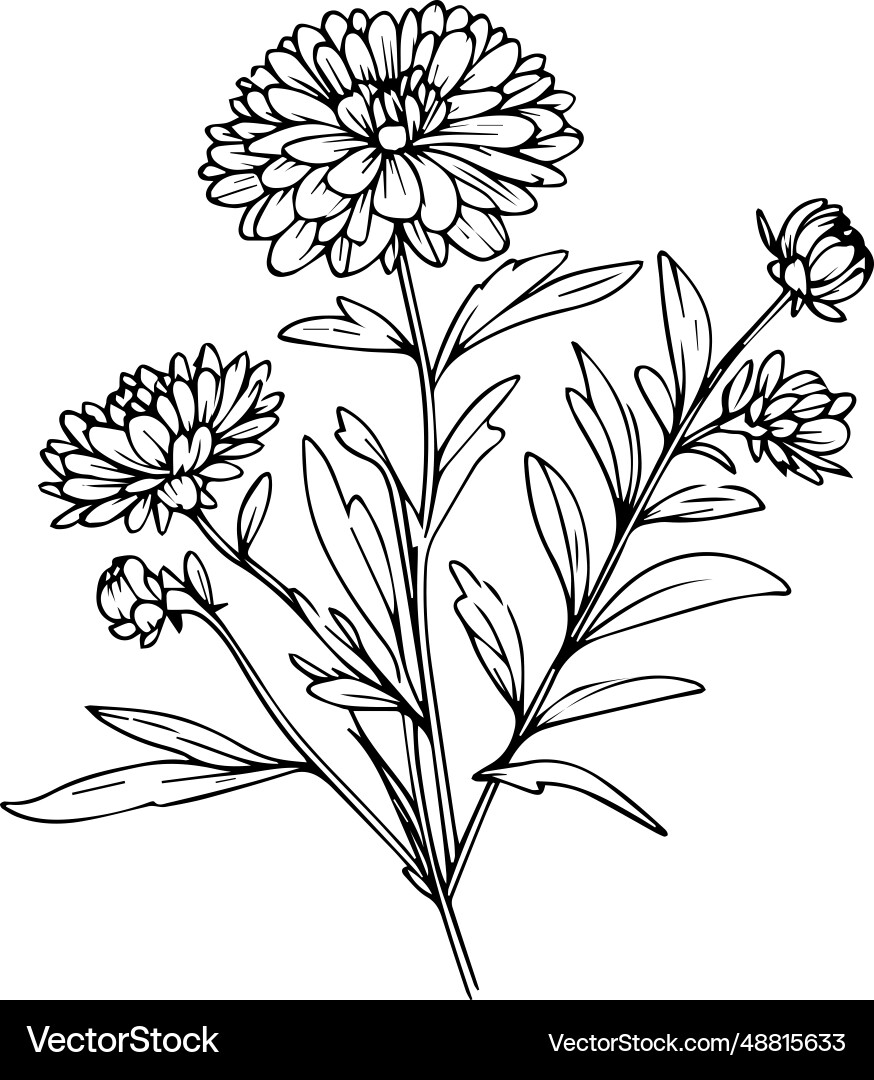 Aster flower outline cosmos Royalty Free Vector Image