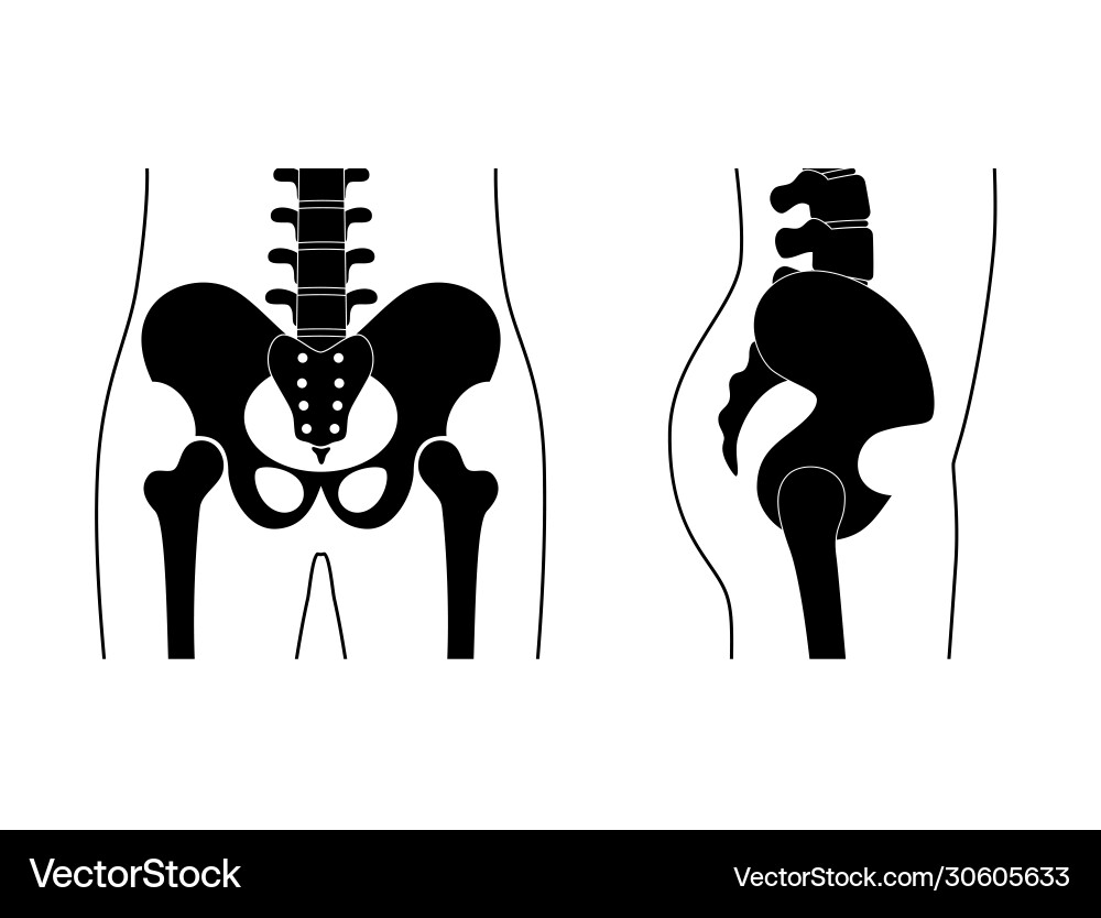 Human pelvis anatomy Royalty Free Vector Image