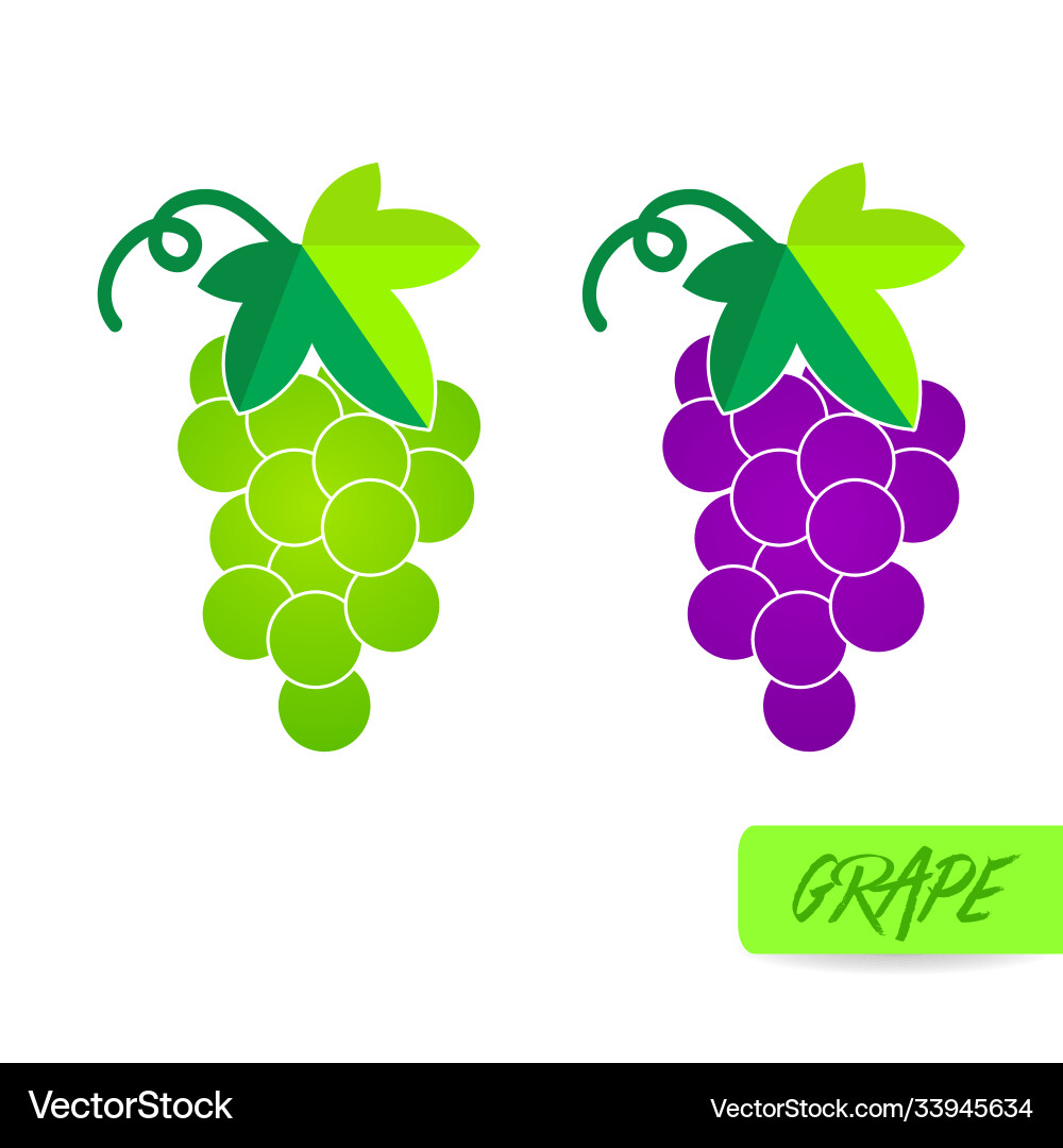 Grape fresh fruit Royalty Free Vector Image - VectorStock