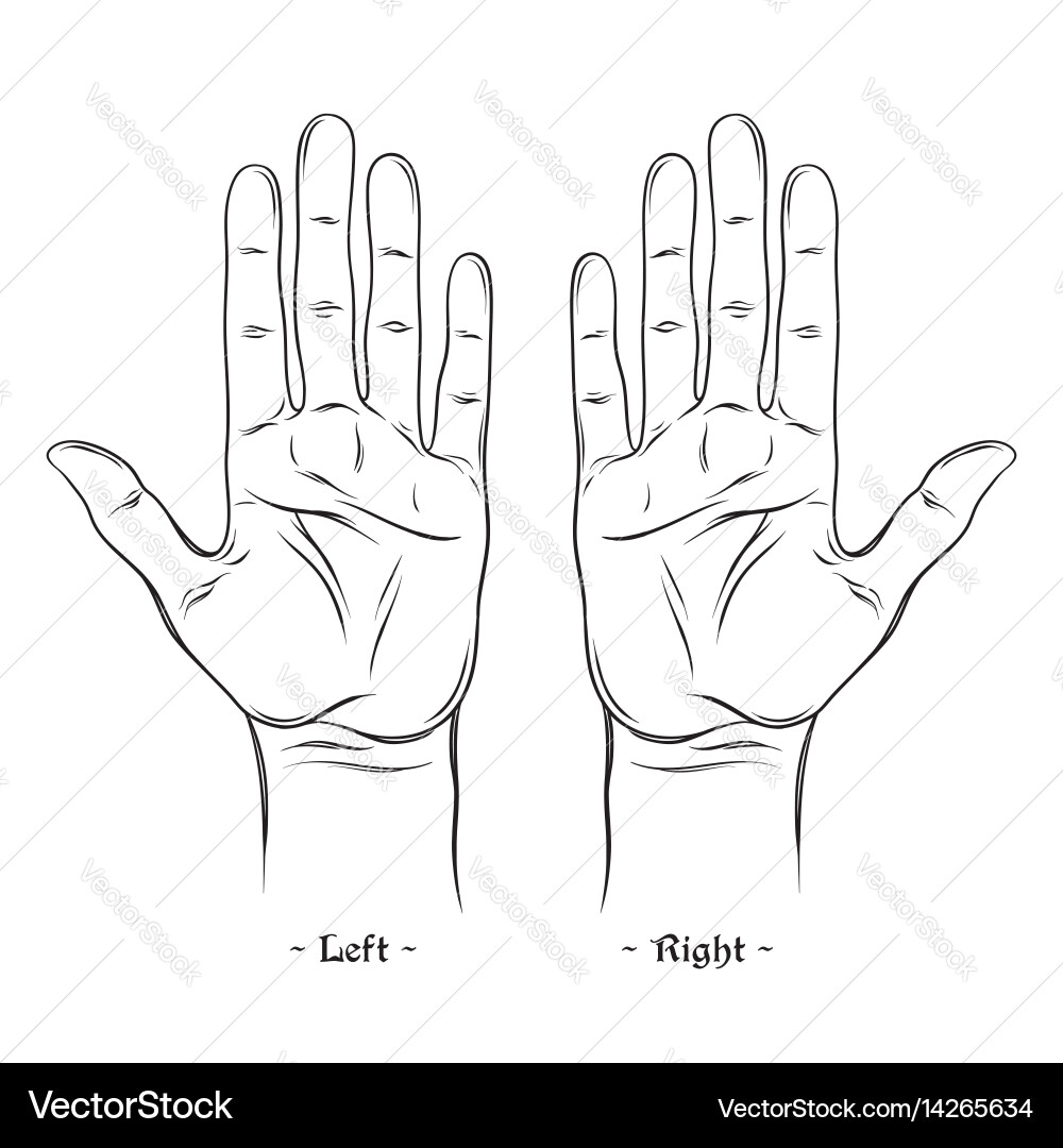 Palmistry or chiromancy chart blank template Vector Image