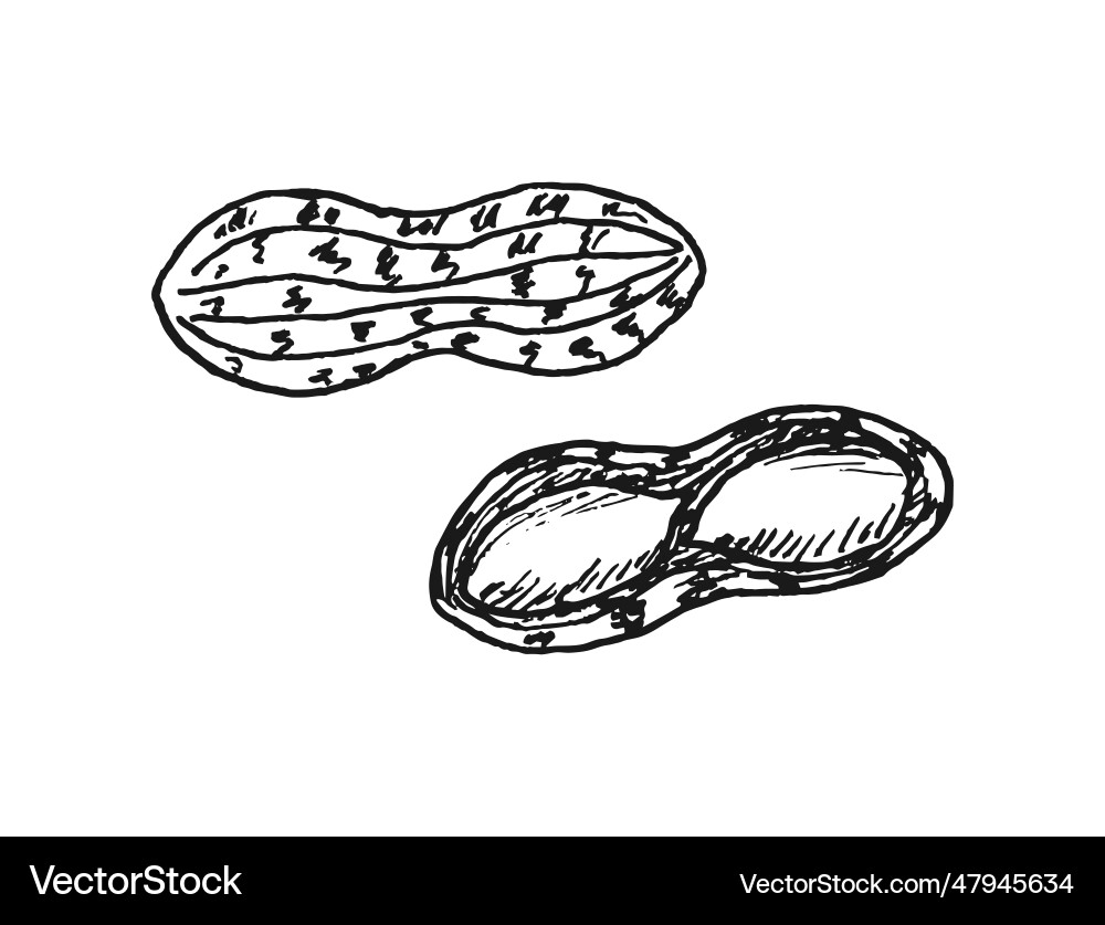 Peanuts groundnut hand drawn Royalty Free Vector Image