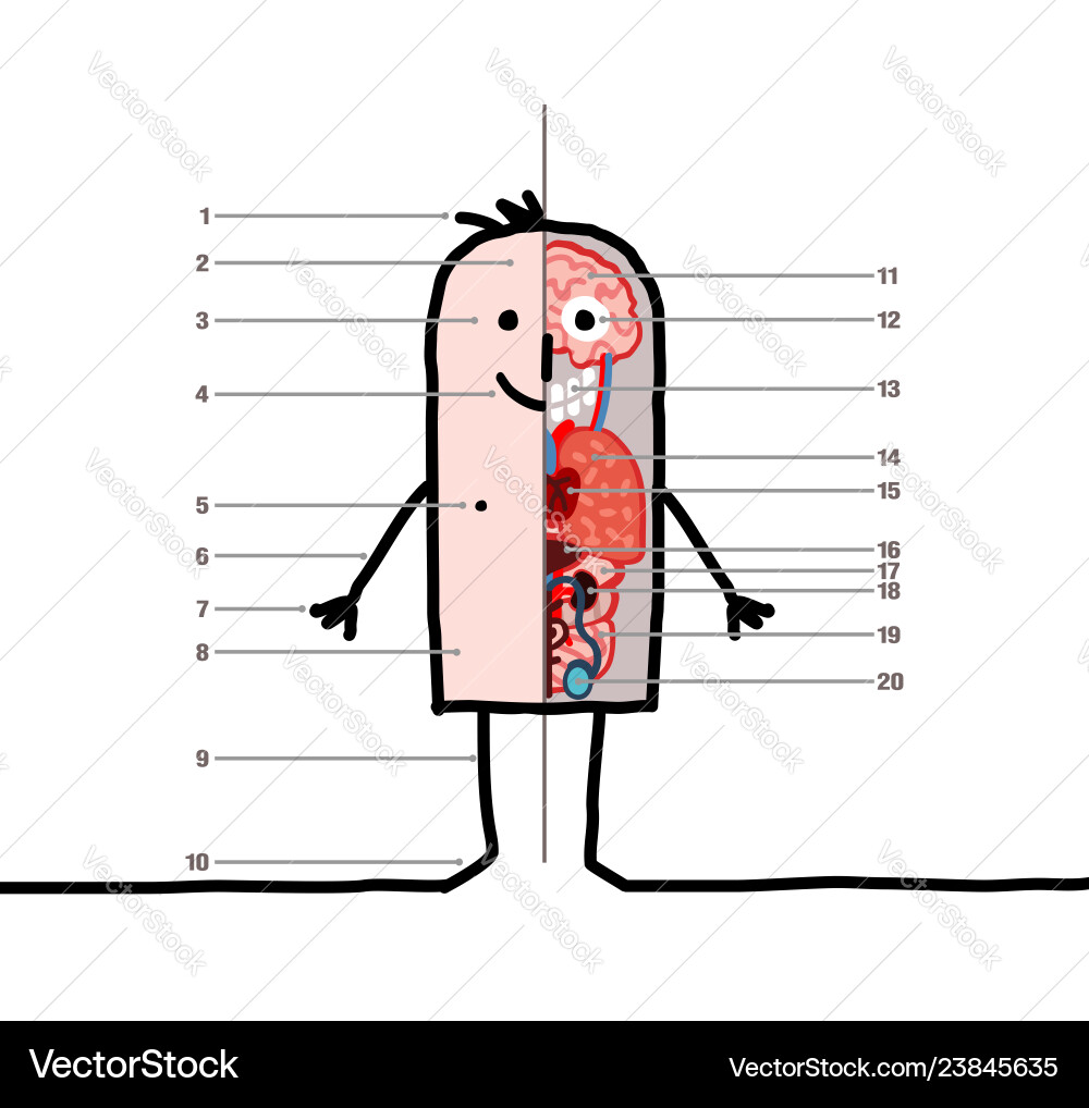 Cartoon anatomy lesson Royalty Free Vector Image
