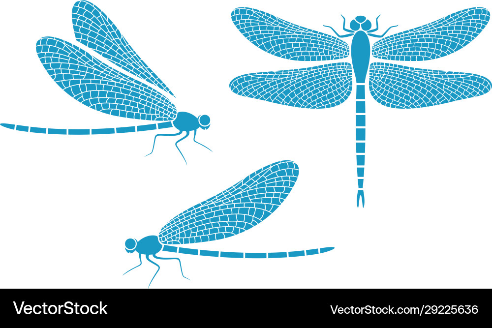 Dragonfly Royalty Free Vector Image - VectorStock