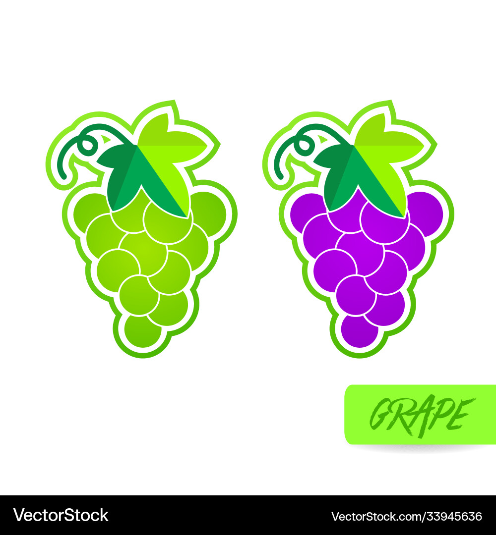 Grape fresh fruit Royalty Free Vector Image - VectorStock