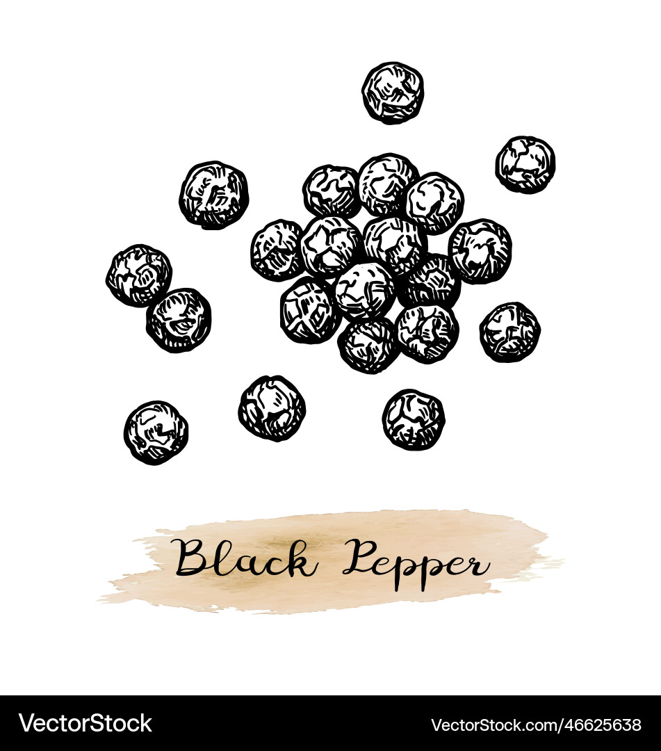 Black pepper ink sketch Royalty Free Vector Image
