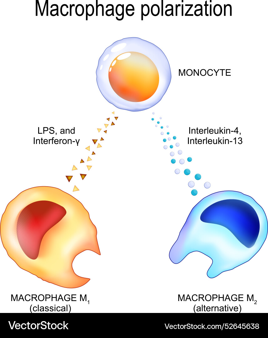 Macrophage polarization monocyte and cytokines Vector Image