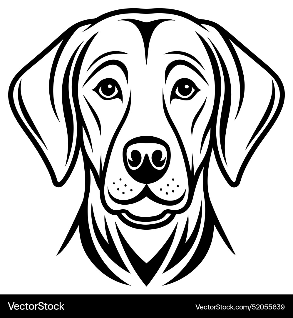 Labrador line art labrador line drawing labrador Vector Image