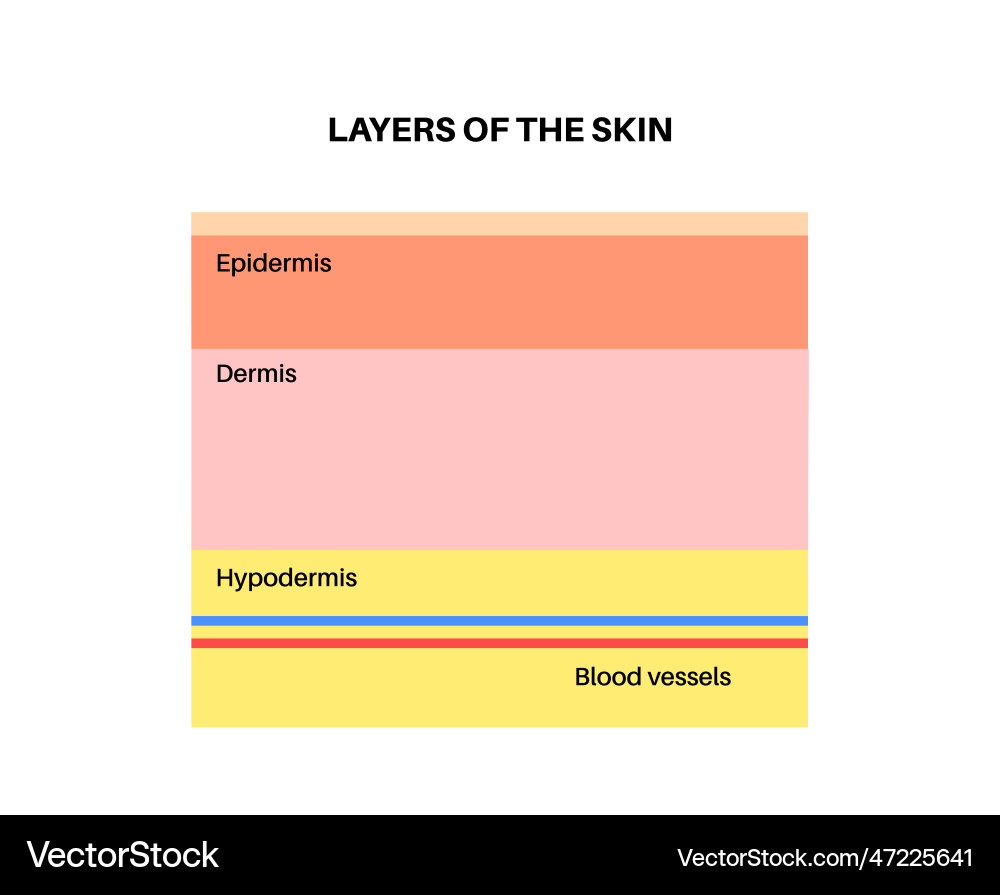 Human skin layers Royalty Free Vector Image - VectorStock