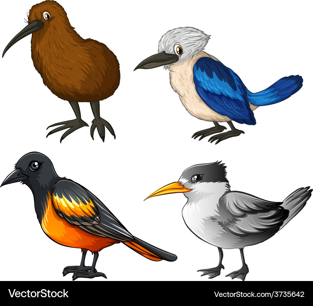 Birds Royalty Free Vector Image - VectorStock