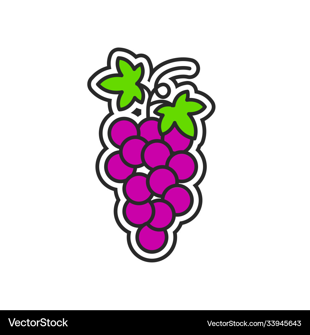 Grape fresh fruit Royalty Free Vector Image - VectorStock