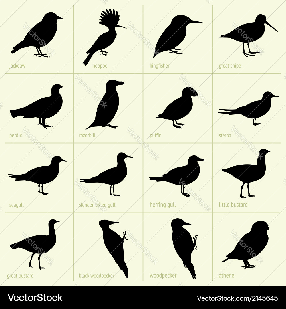 Birds Royalty Free Vector Image - VectorStock