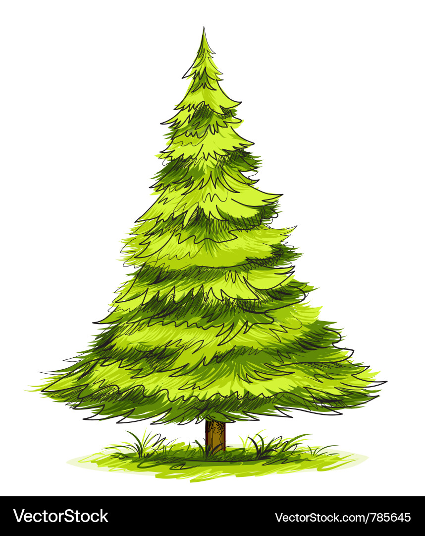 Christmas Fir Tree Sketch Royalty Free Vector Image