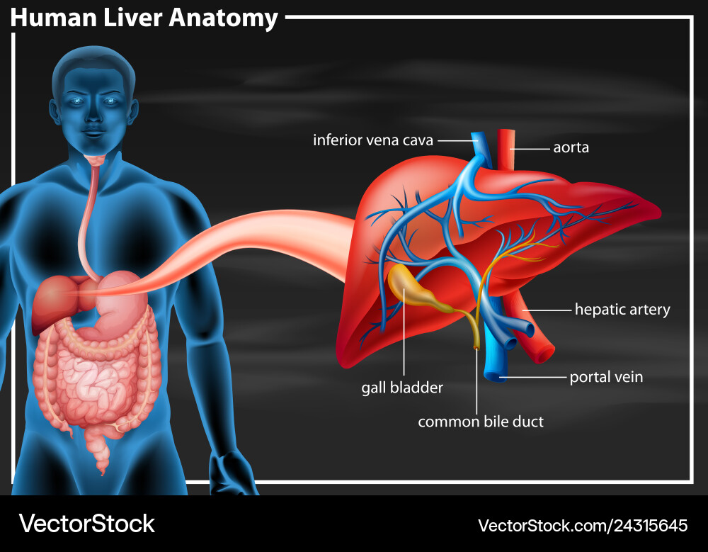 Liver Anatomy Diagram Human Liver Detailed Anatomy Vector Medical